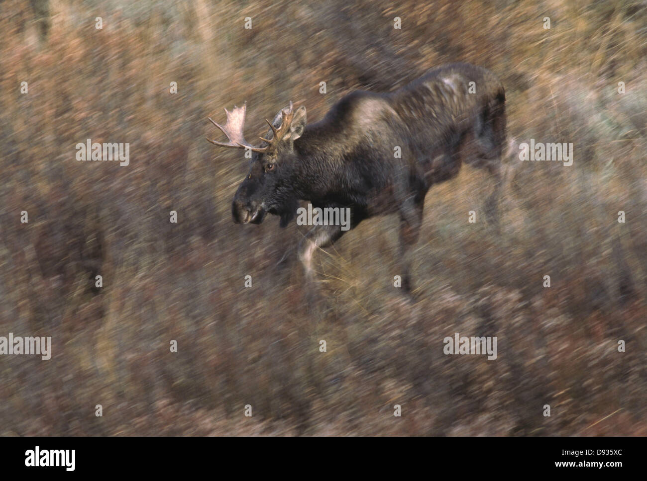 A elk from above Stock Photo - Alamy