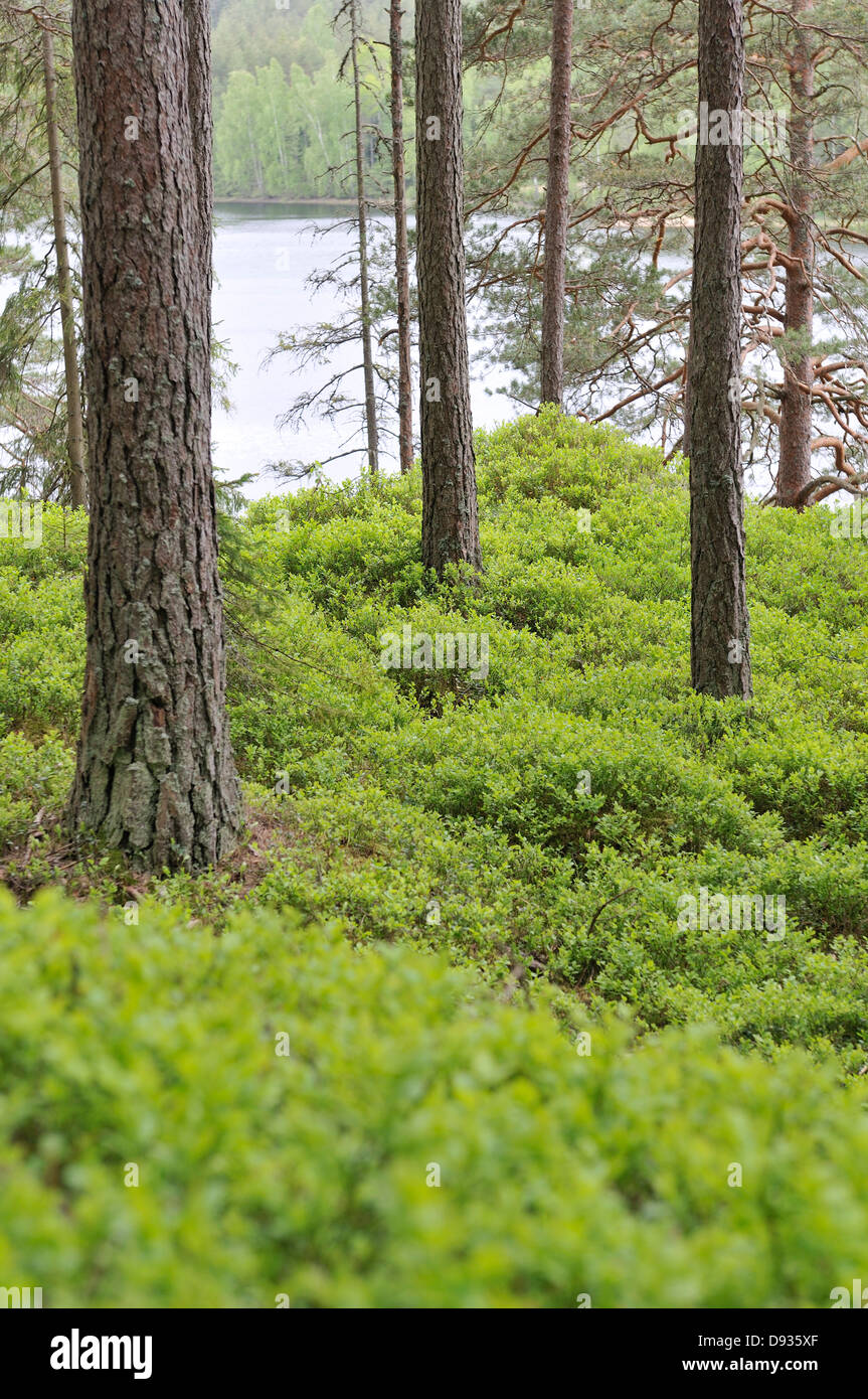 Pine-forest, Smaland, Sweden Stock Photo - Alamy
