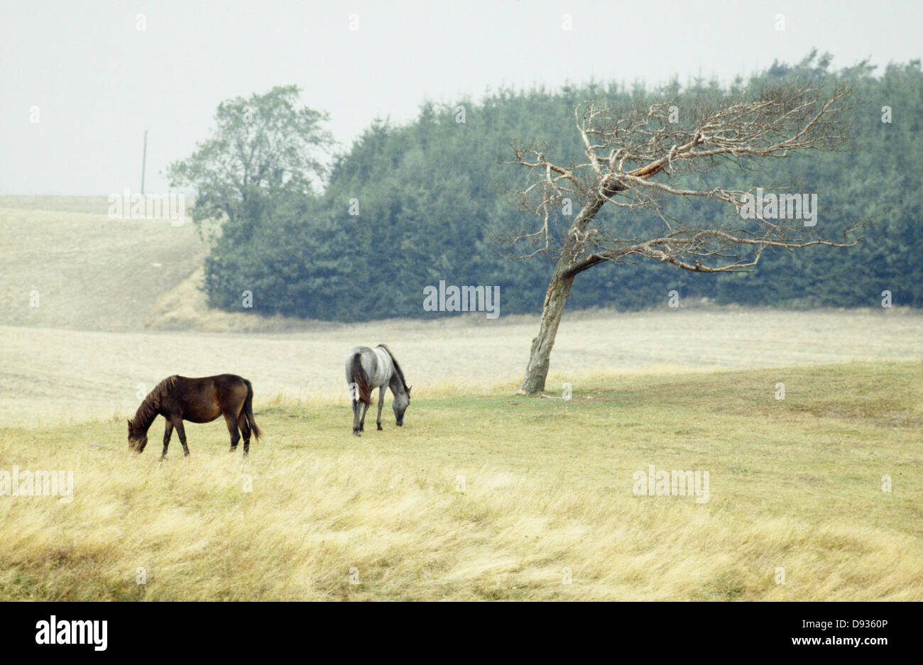 Horses grazing field hi-res stock photography and images - Alamy
