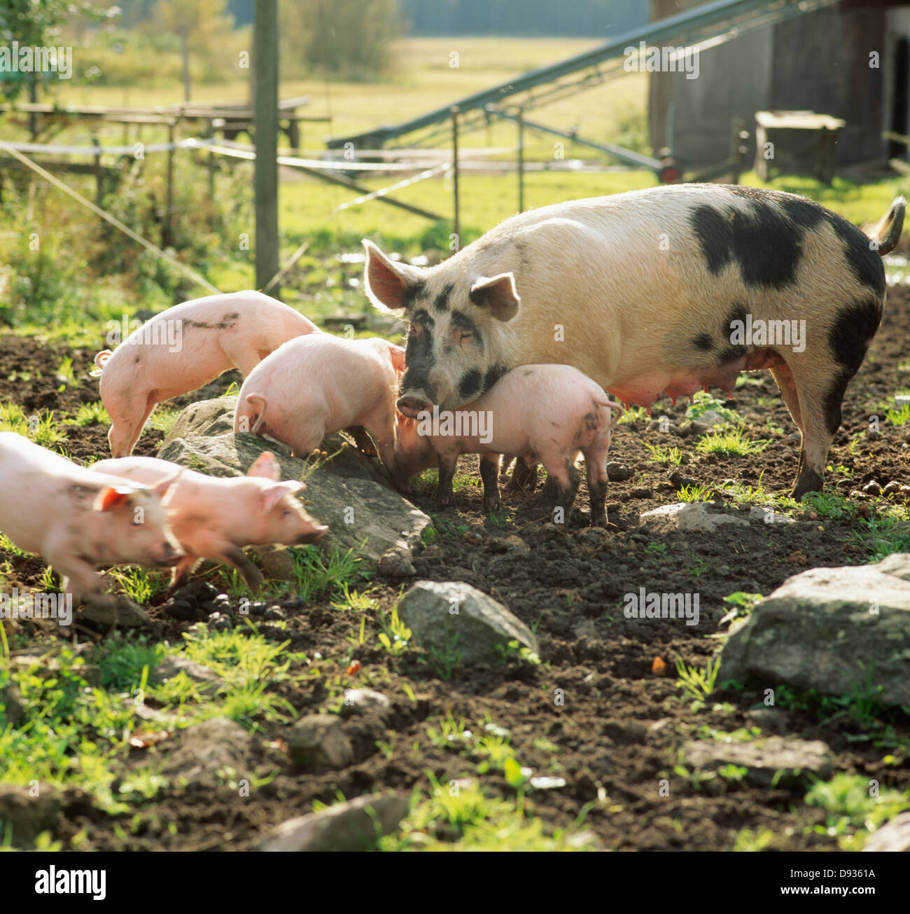 Side of pigs hi-res stock photography and images - Alamy