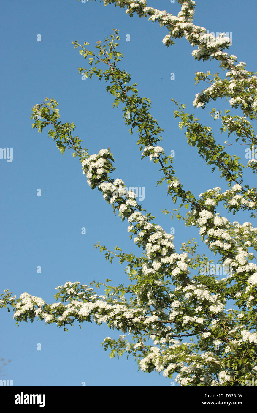 Hawthorn in flower Stock Photo - Alamy
