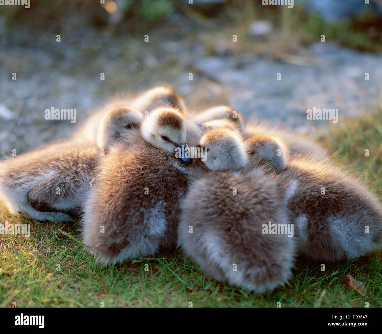 Group of young birds flocked together Stock Photo - Alamy