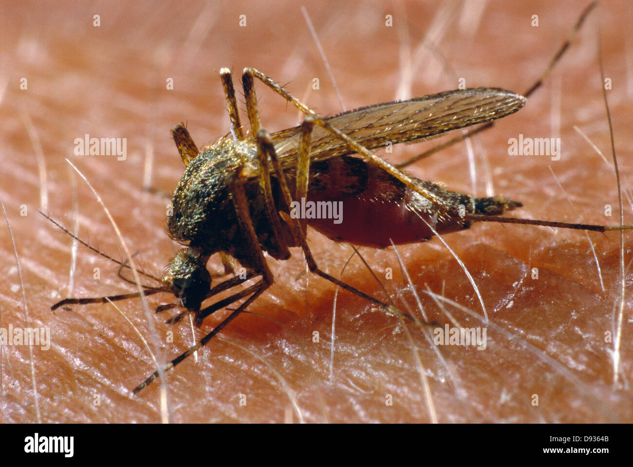 Mosquito insect skin hi-res stock photography and images - Alamy
