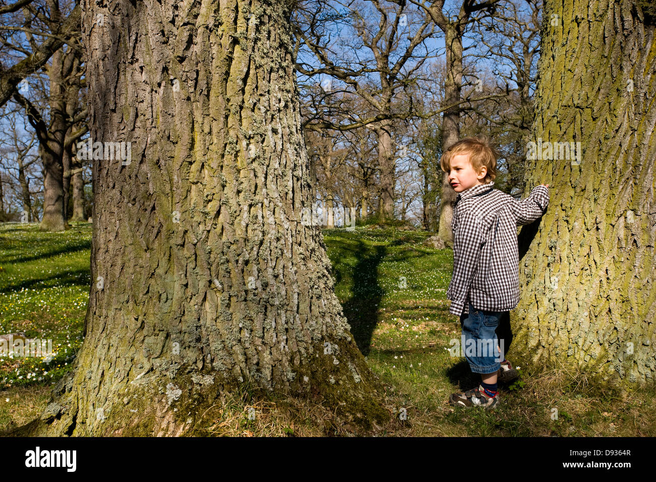 A boy and two oak-trees, Sweden Stock Photo - Alamy