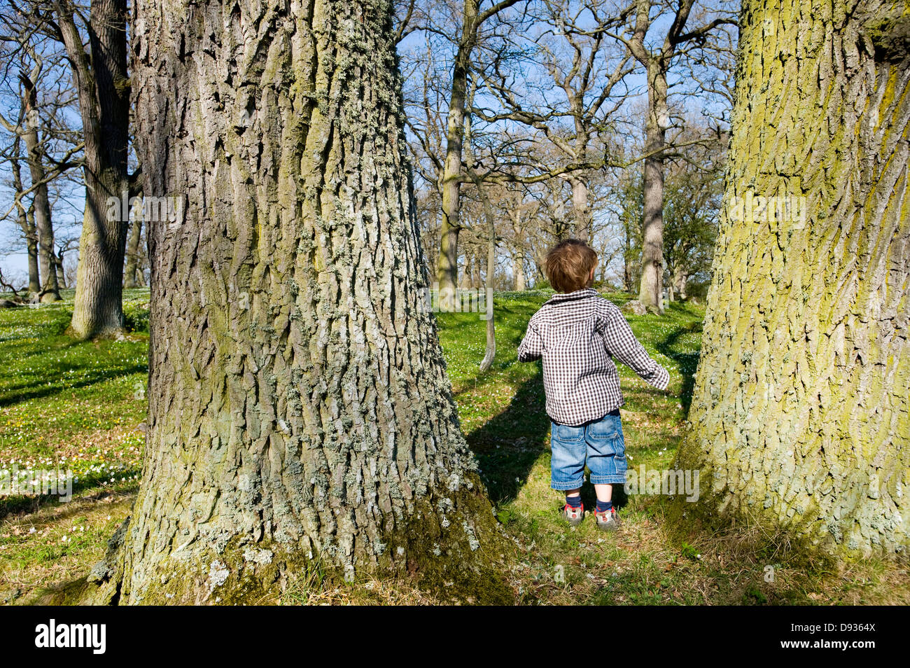 A boy and two oak-trees, Sweden Stock Photo - Alamy