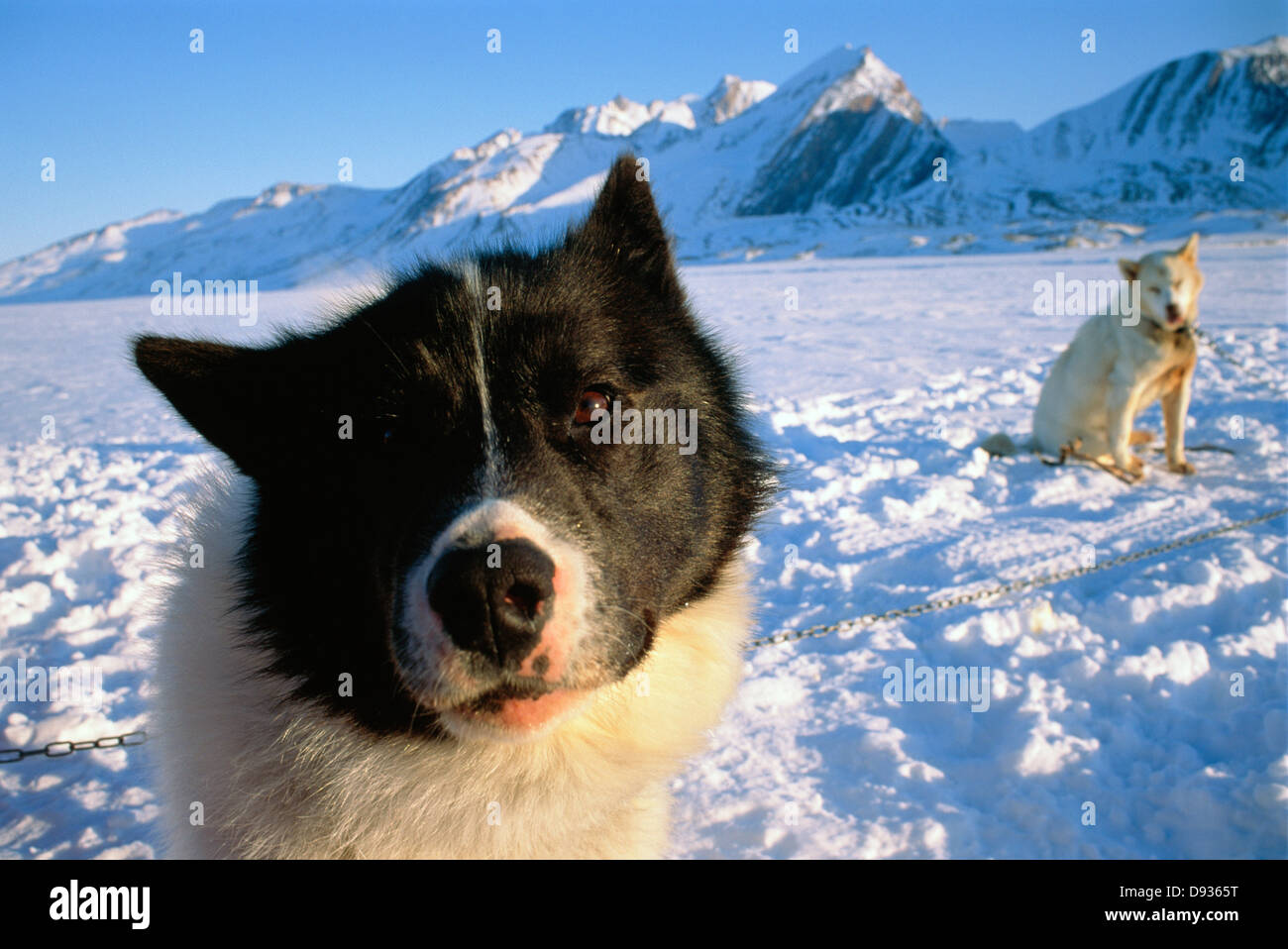 Draught dogs hi-res stock photography and images - Alamy