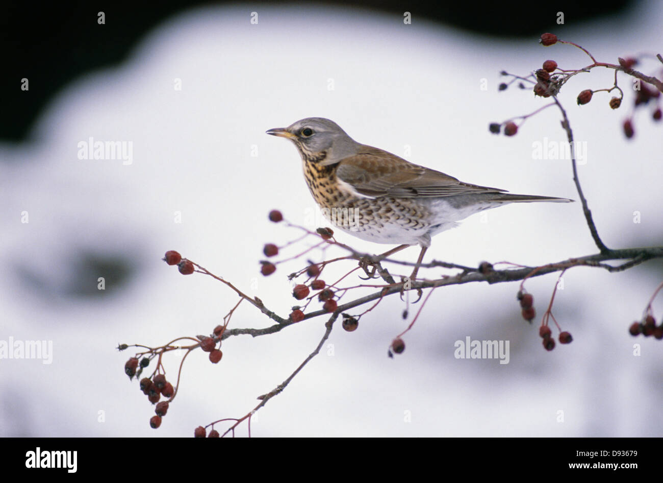 Bird perched on berry tree Stock Photo - Alamy