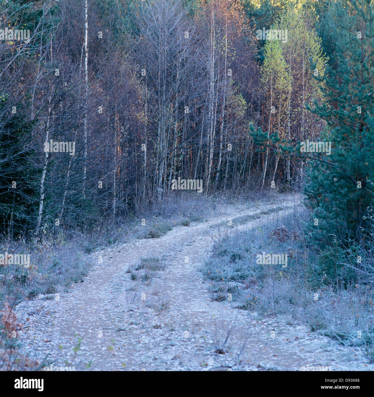 Pathway amid trees in forest Stock Photo - Alamy