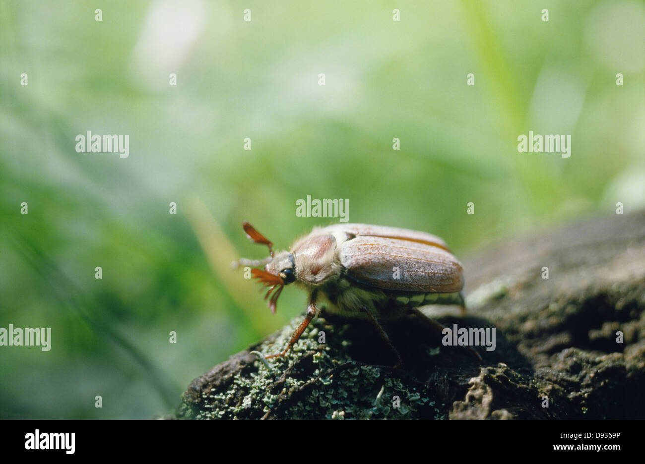 Beetle on stone hi-res stock photography and images - Alamy