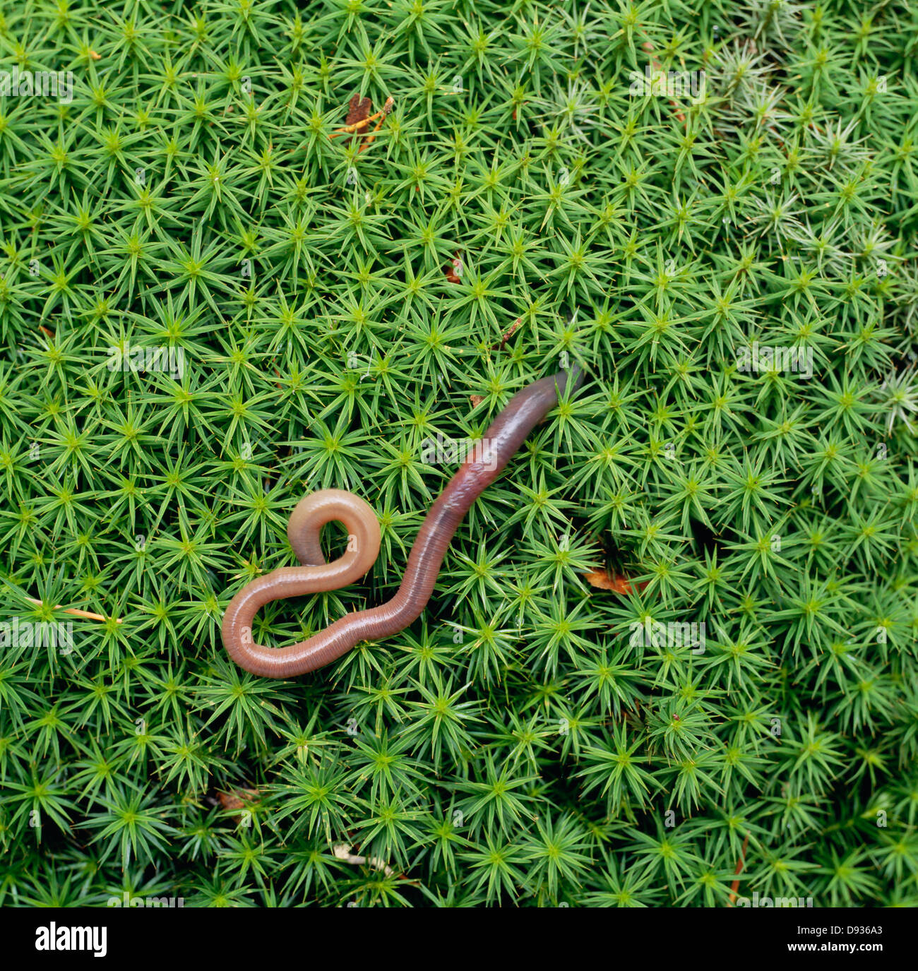 Earthworm, elevated view Stock Photo - Alamy