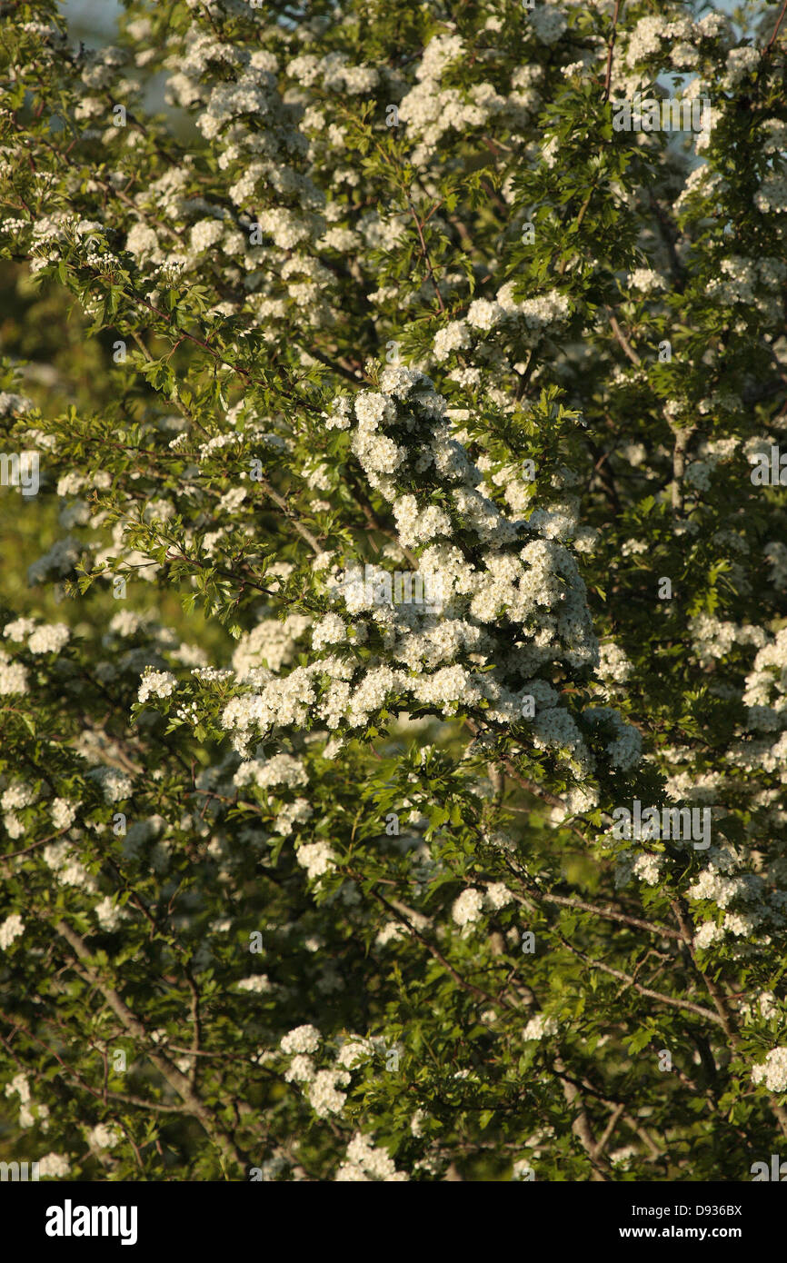 Hawthorn in flower Stock Photo - Alamy