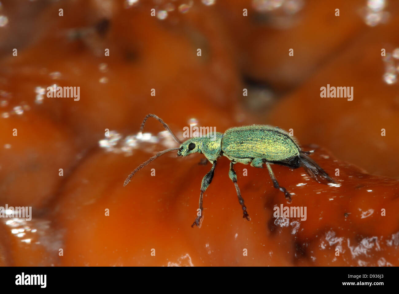 Phyllobius sp hi-res stock photography and images - Alamy