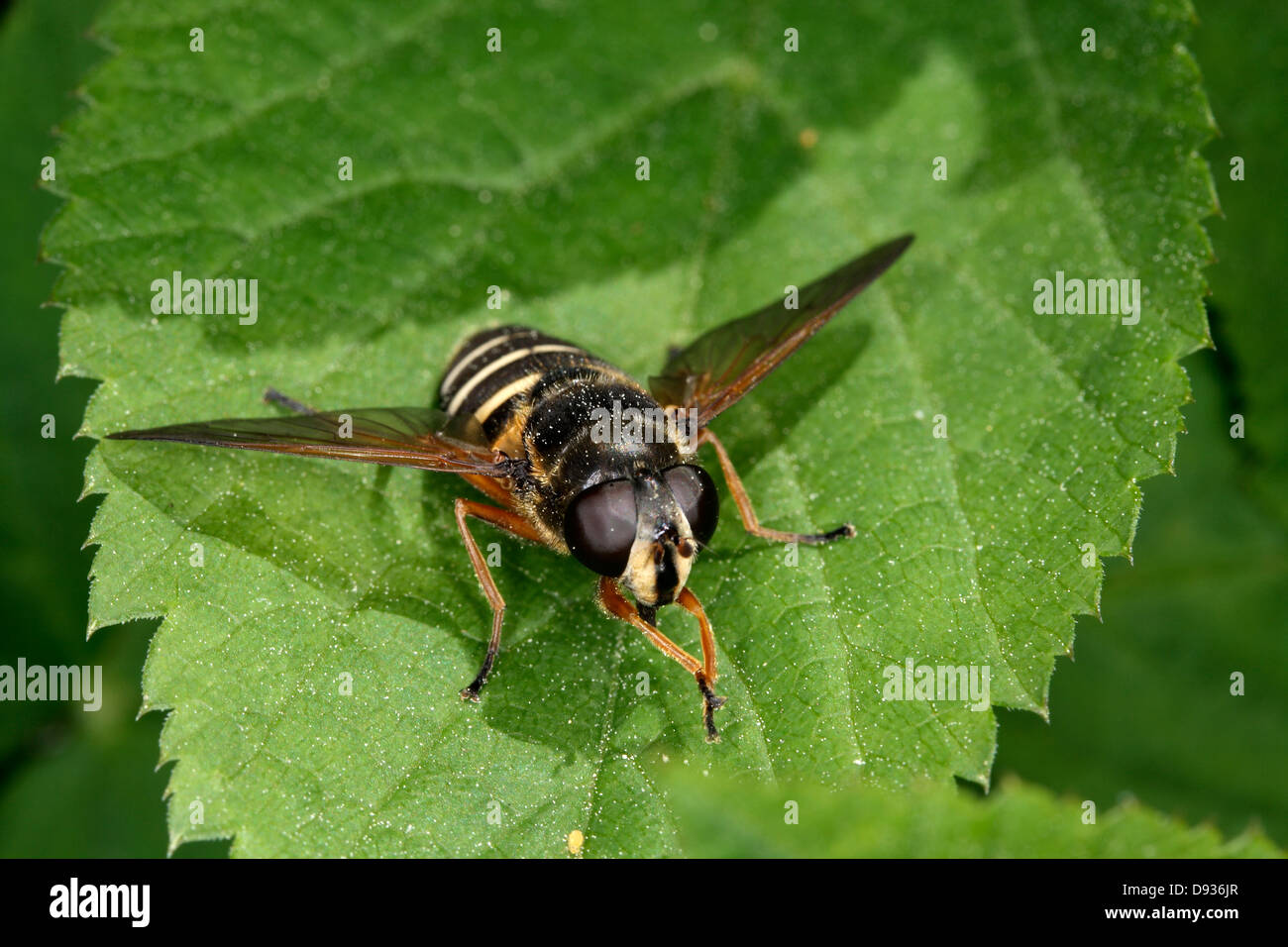 Close up view of hoverfly hi-res stock photography and images - Alamy