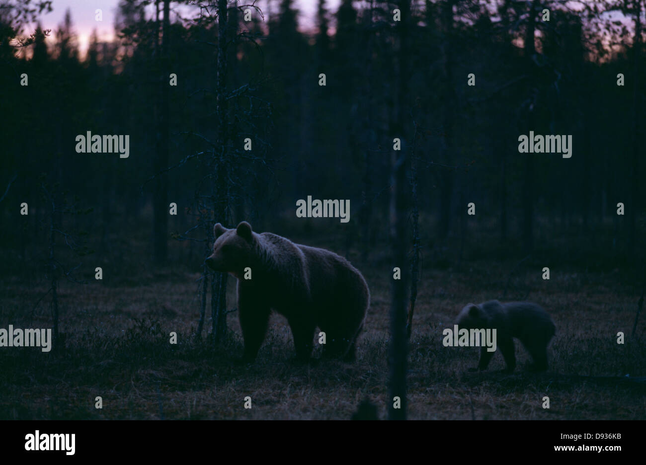 Bears walking in forest at dusk, side view Stock Photo - Alamy
