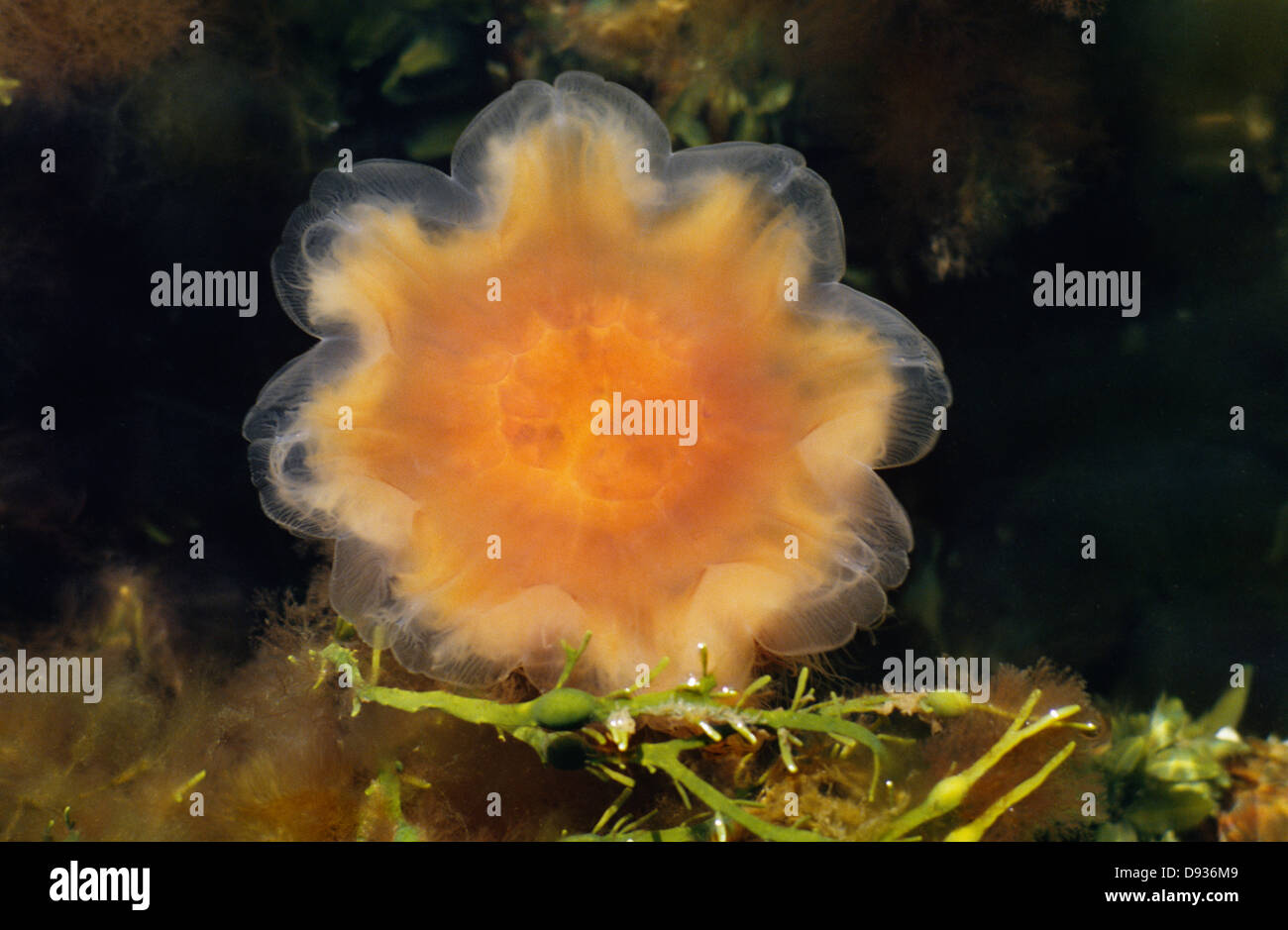Species floating in water, close-up Stock Photo - Alamy