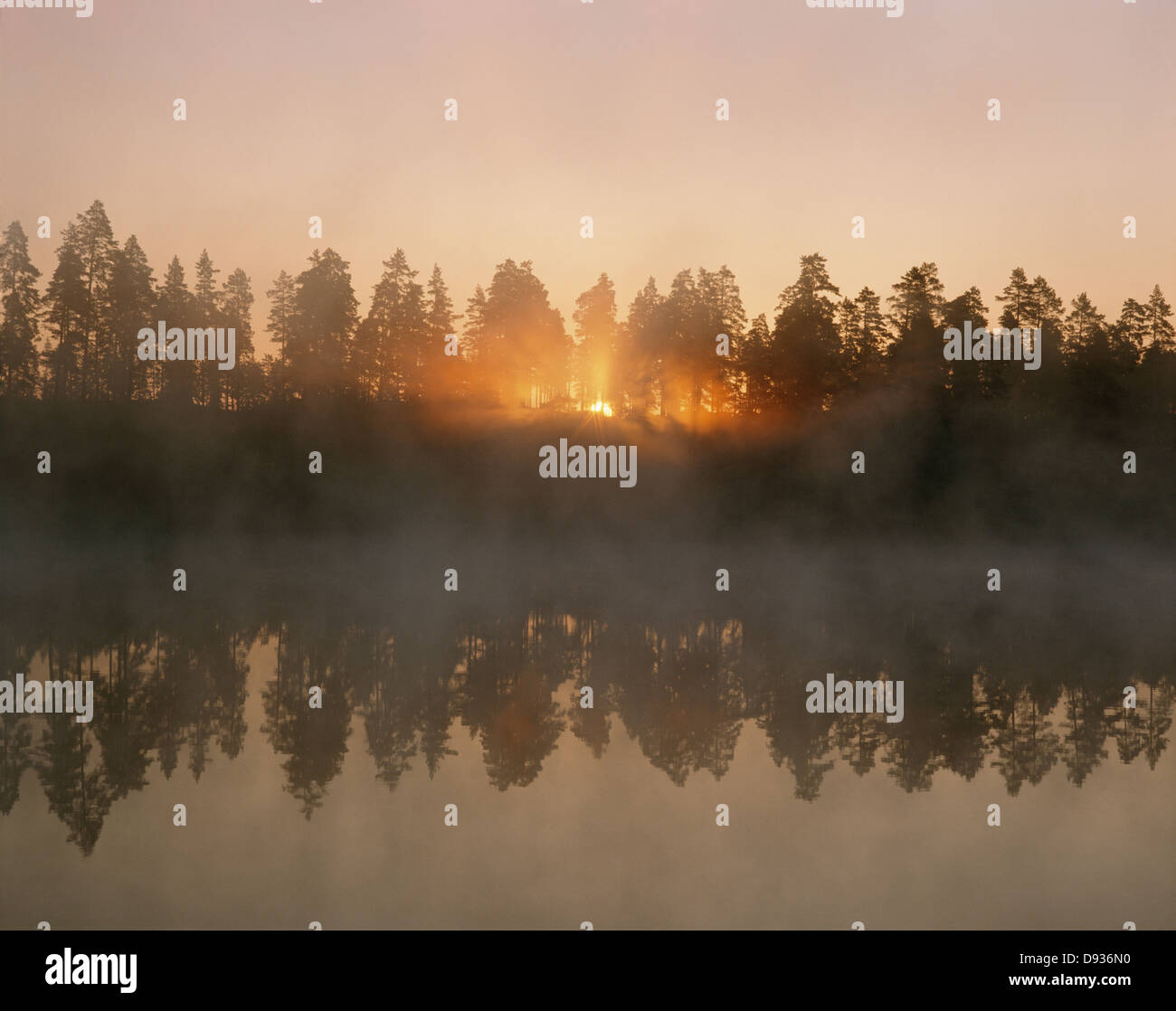 Trees in forest at dusk Stock Photo - Alamy