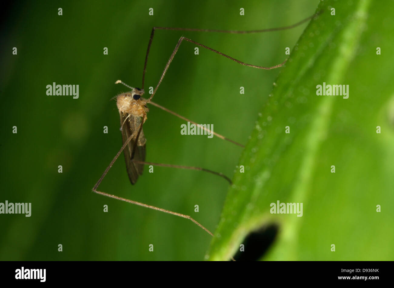 Limoniidae hi-res stock photography and images - Alamy