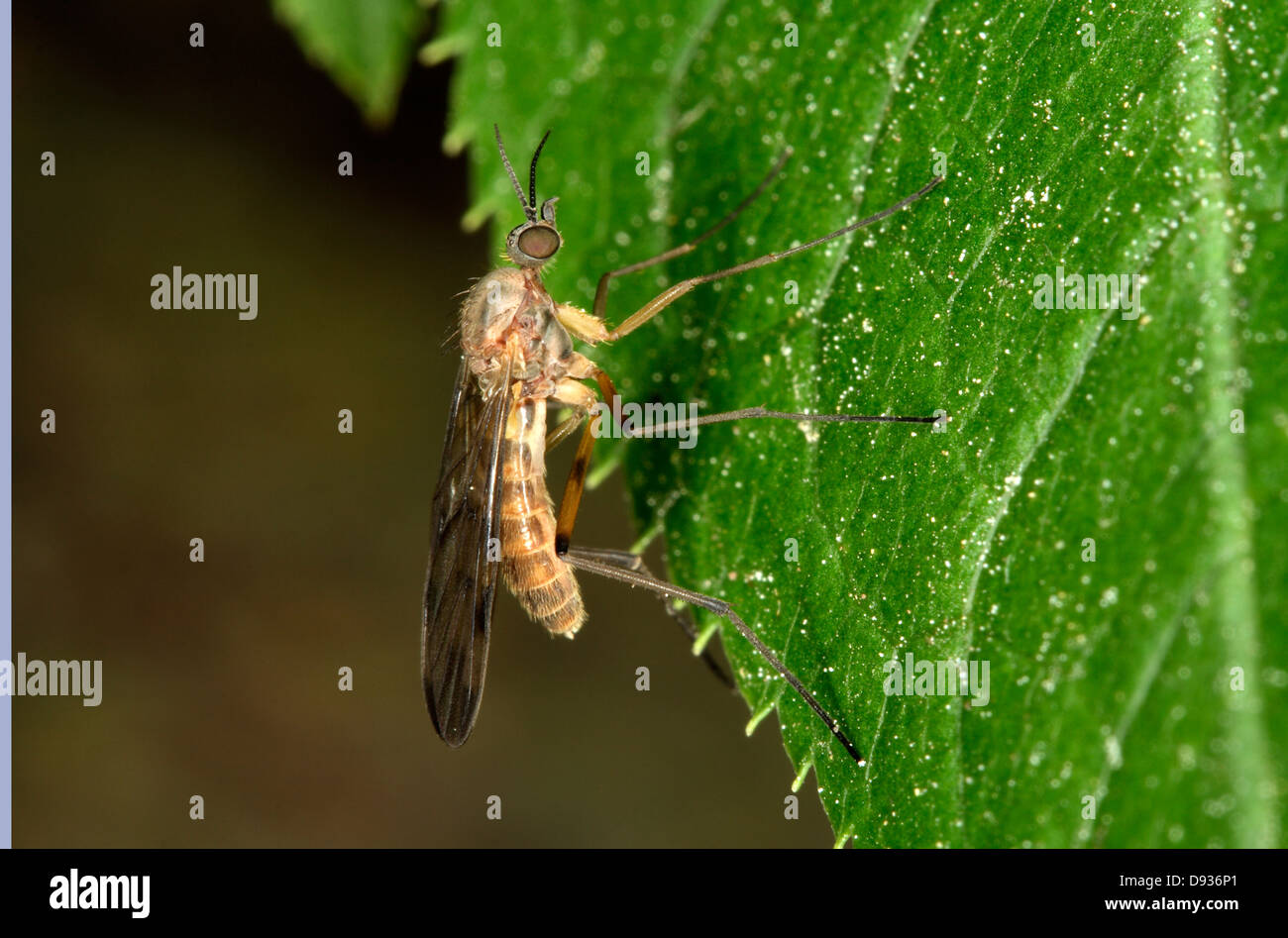 Window-gnats, close-up, Sweden Stock Photo - Alamy