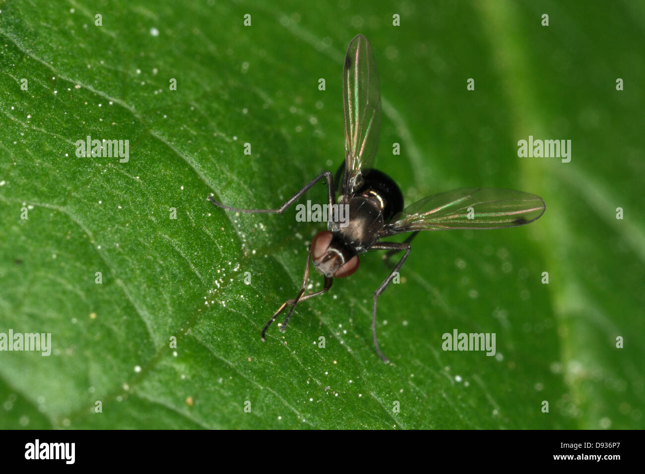 Black scavenger fly, close-up, Sweden Stock Photo - Alamy