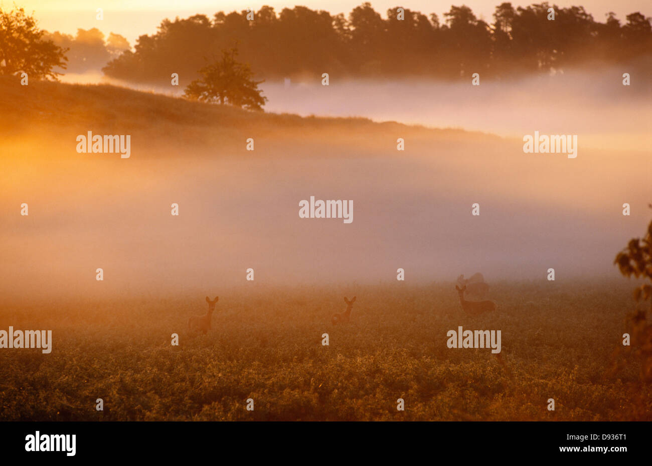 Four roe deer hi-res stock photography and images - Alamy