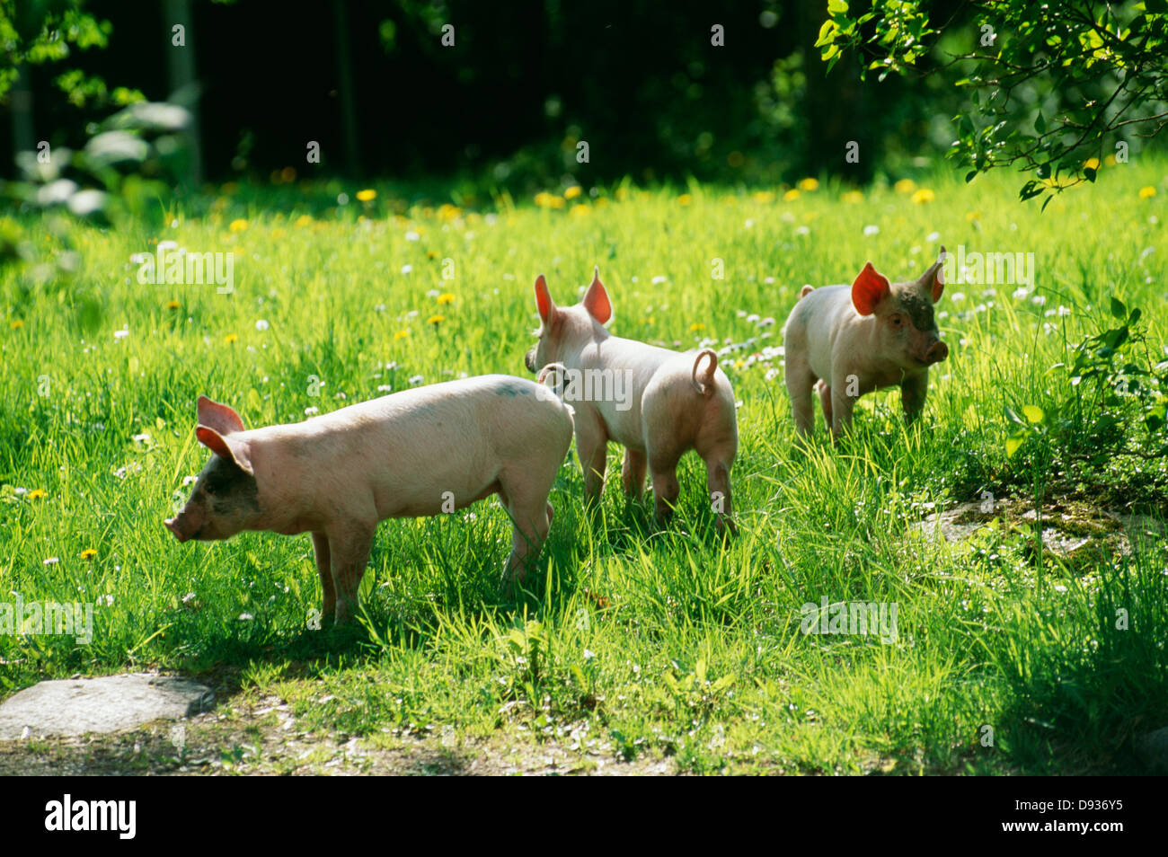 Pigs on ecological farm, Sweden Stock Photo - Alamy