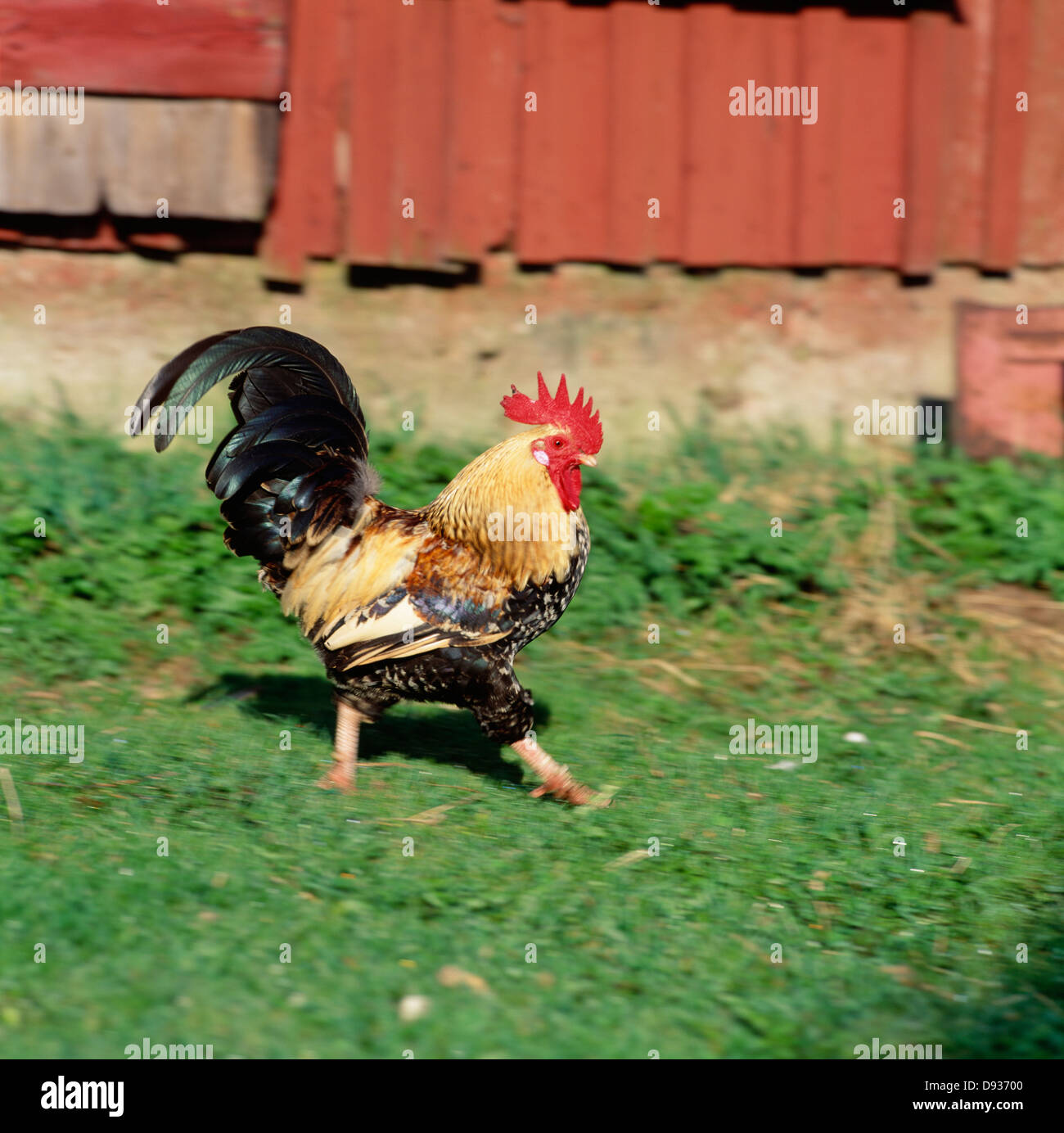 A rooster in a farm, Sweden Stock Photo - Alamy