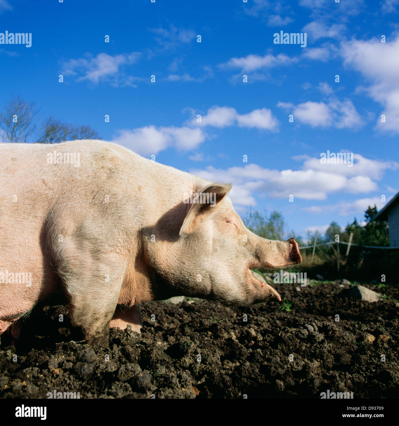Pigs at a farm, Sweden Stock Photo - Alamy