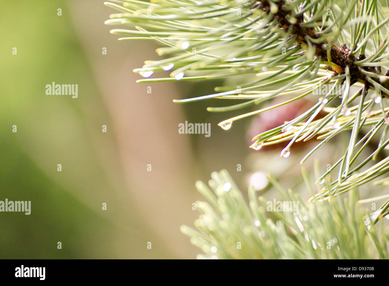 Rain on pine tree hi-res stock photography and images - Alamy