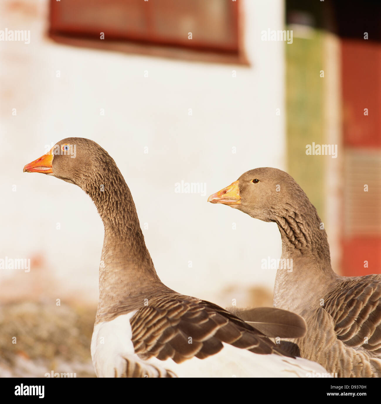 Two geese in a farm, Sweden Stock Photo - Alamy