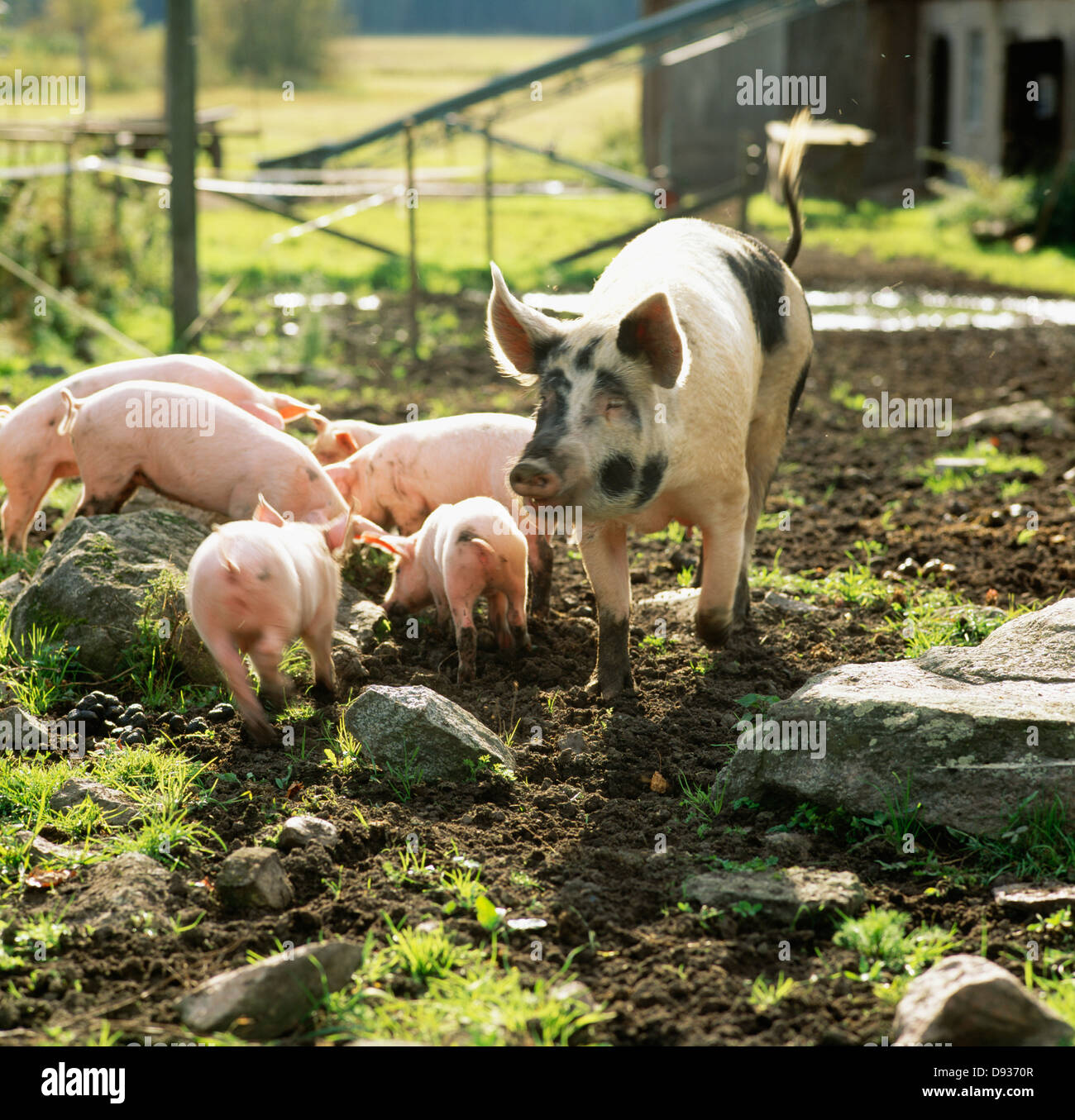 Pigs at a farm, Sweden Stock Photo - Alamy