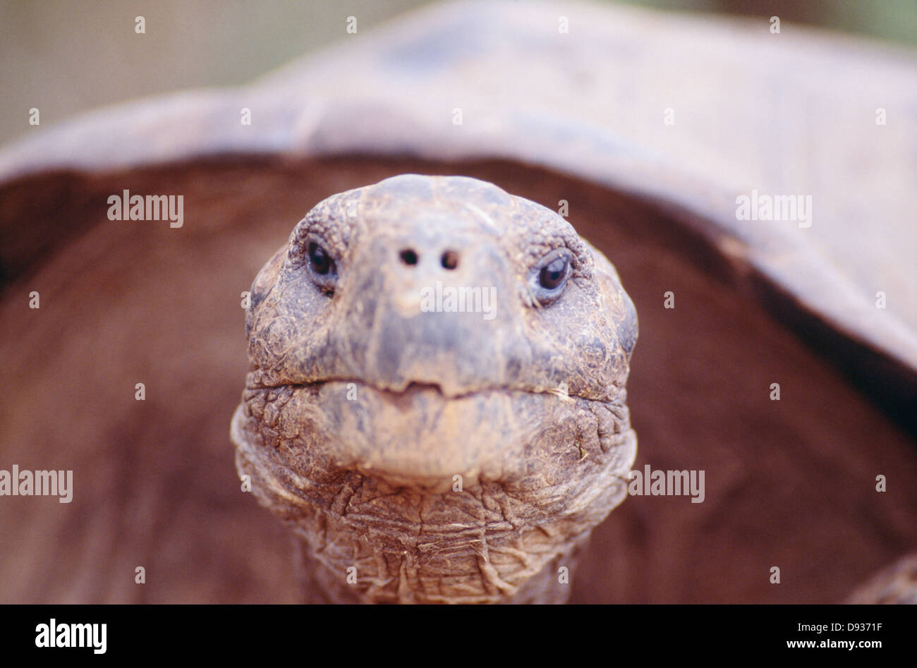 Tortoise head hi-res stock photography and images - Alamy