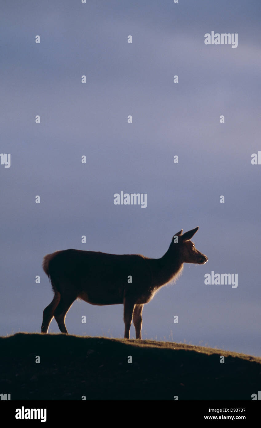 Deer side view hi-res stock photography and images - Alamy