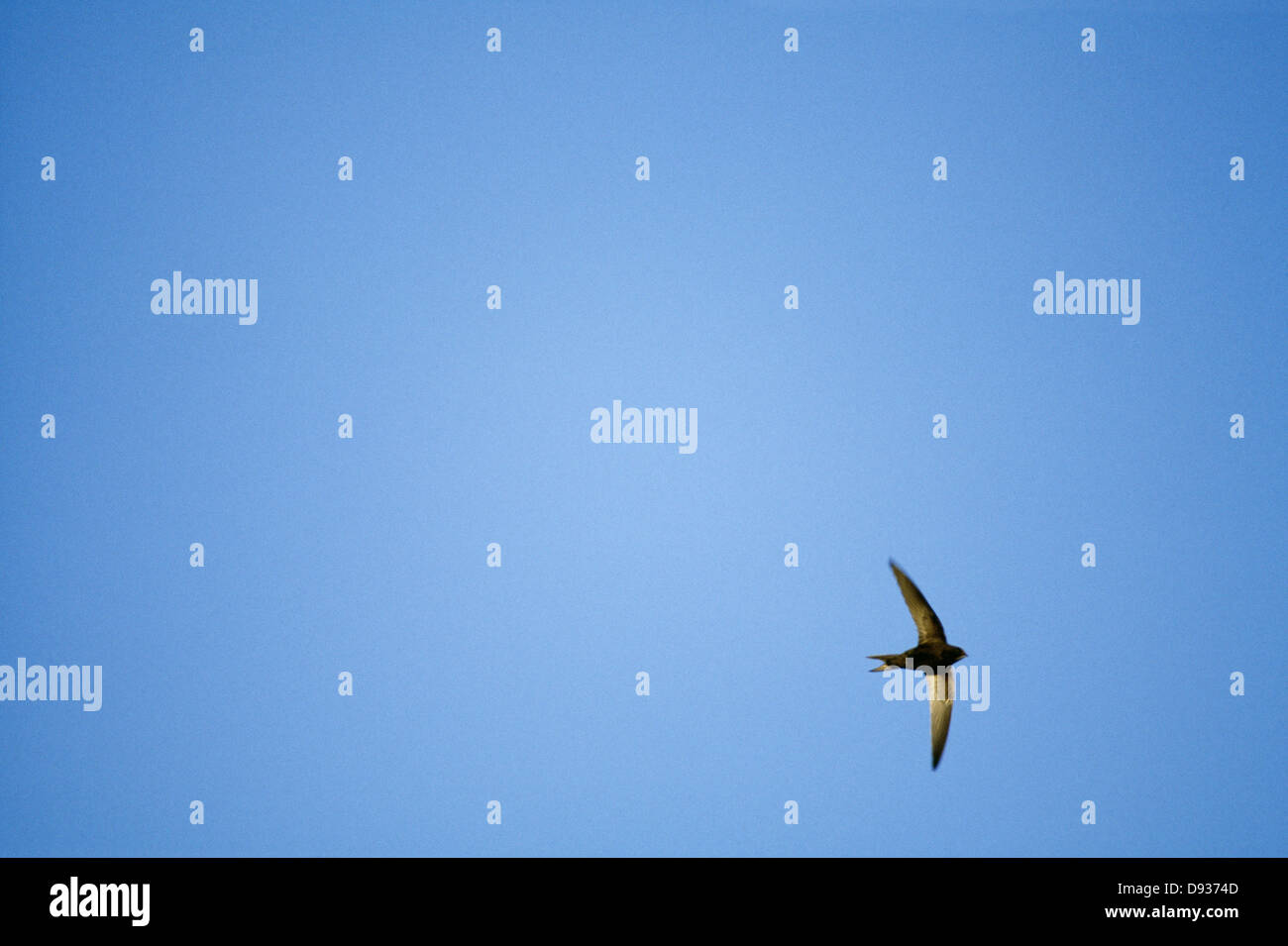 Swallow flying low hi-res stock photography and images - Alamy
