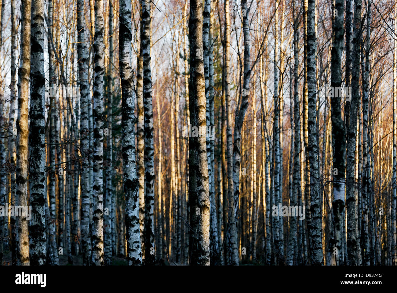 Trees in a forest, Sweden Stock Photo - Alamy