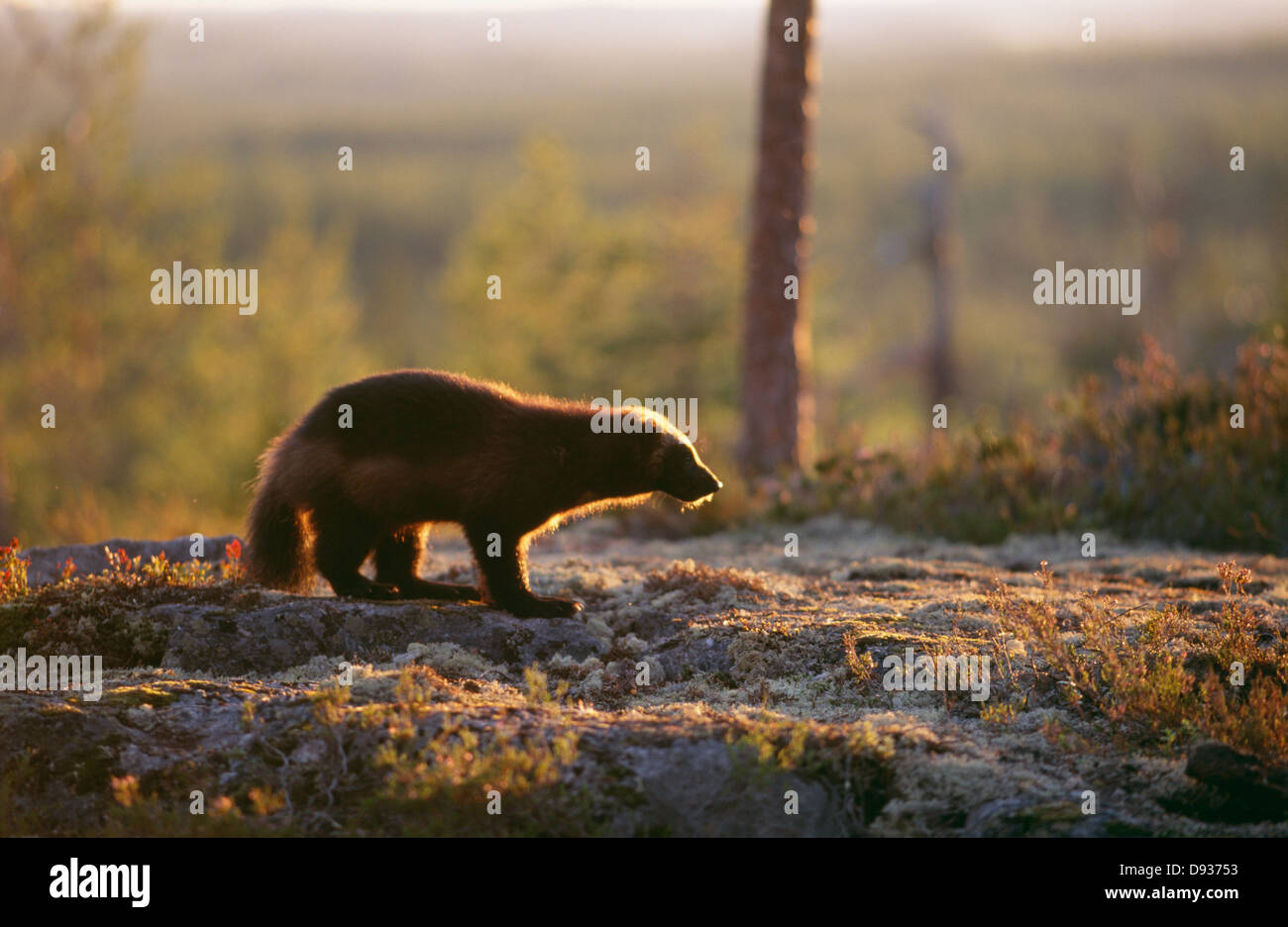 Wolverine anIMAl standing, side view Stock Photo - Alamy