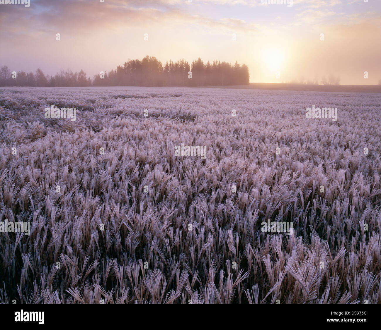 Crop in field Stock Photo - Alamy