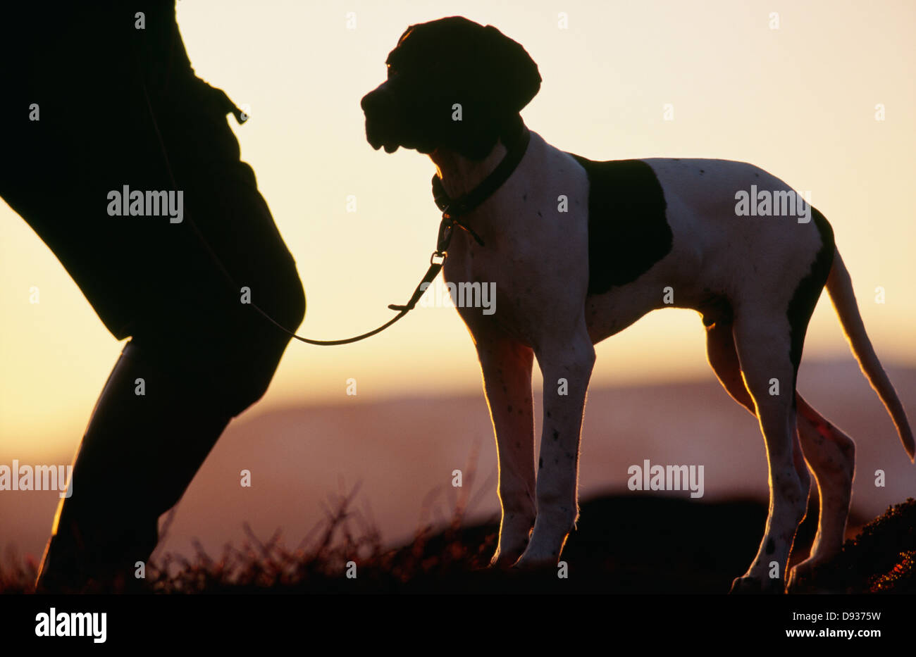 Person standing with pet dog Stock Photo - Alamy