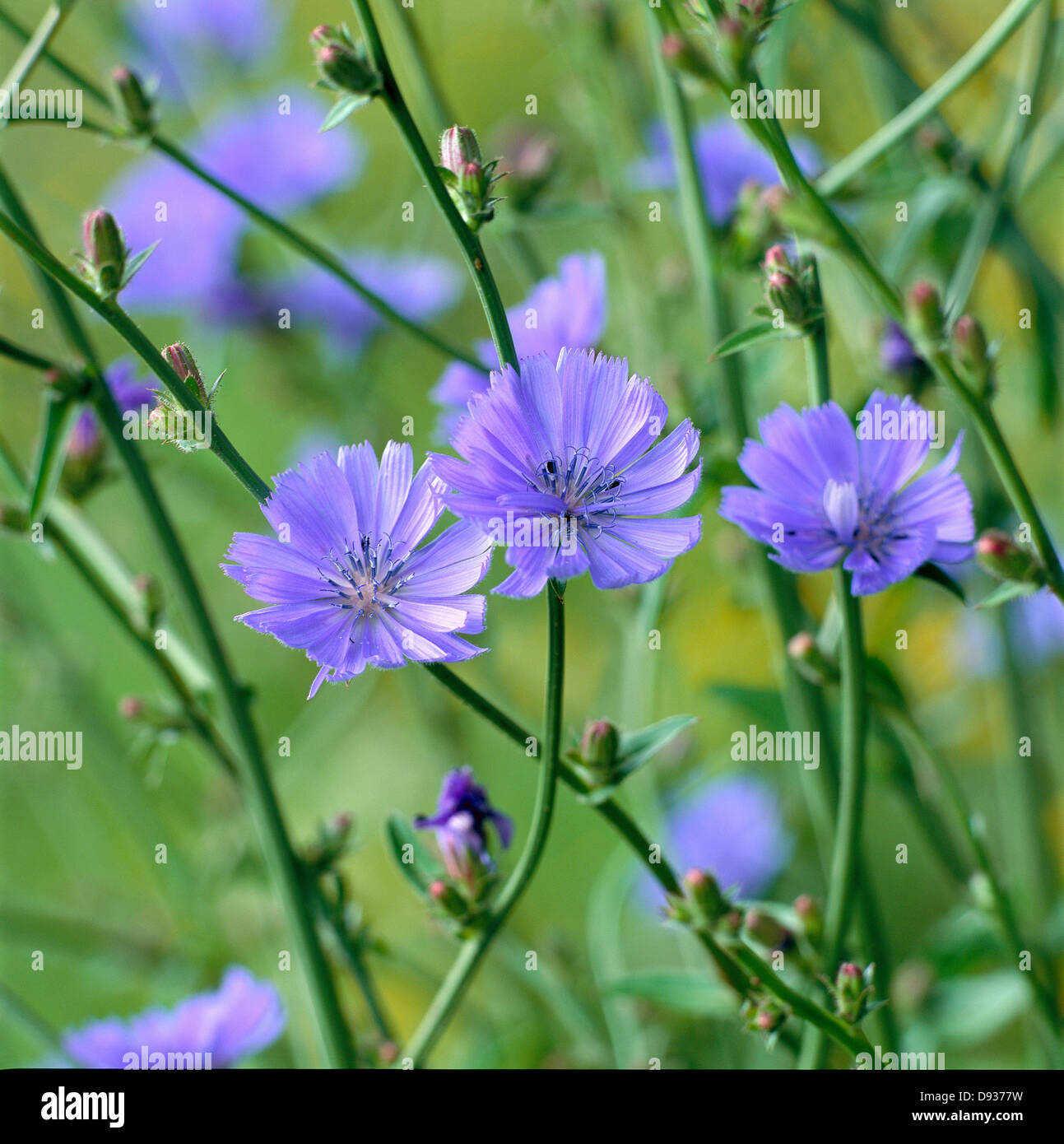 Blue flower, close-up Stock Photo - Alamy