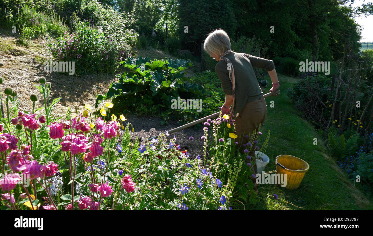 Woman raking seed bed next to pink aquilegias in a mixed flower garden ...