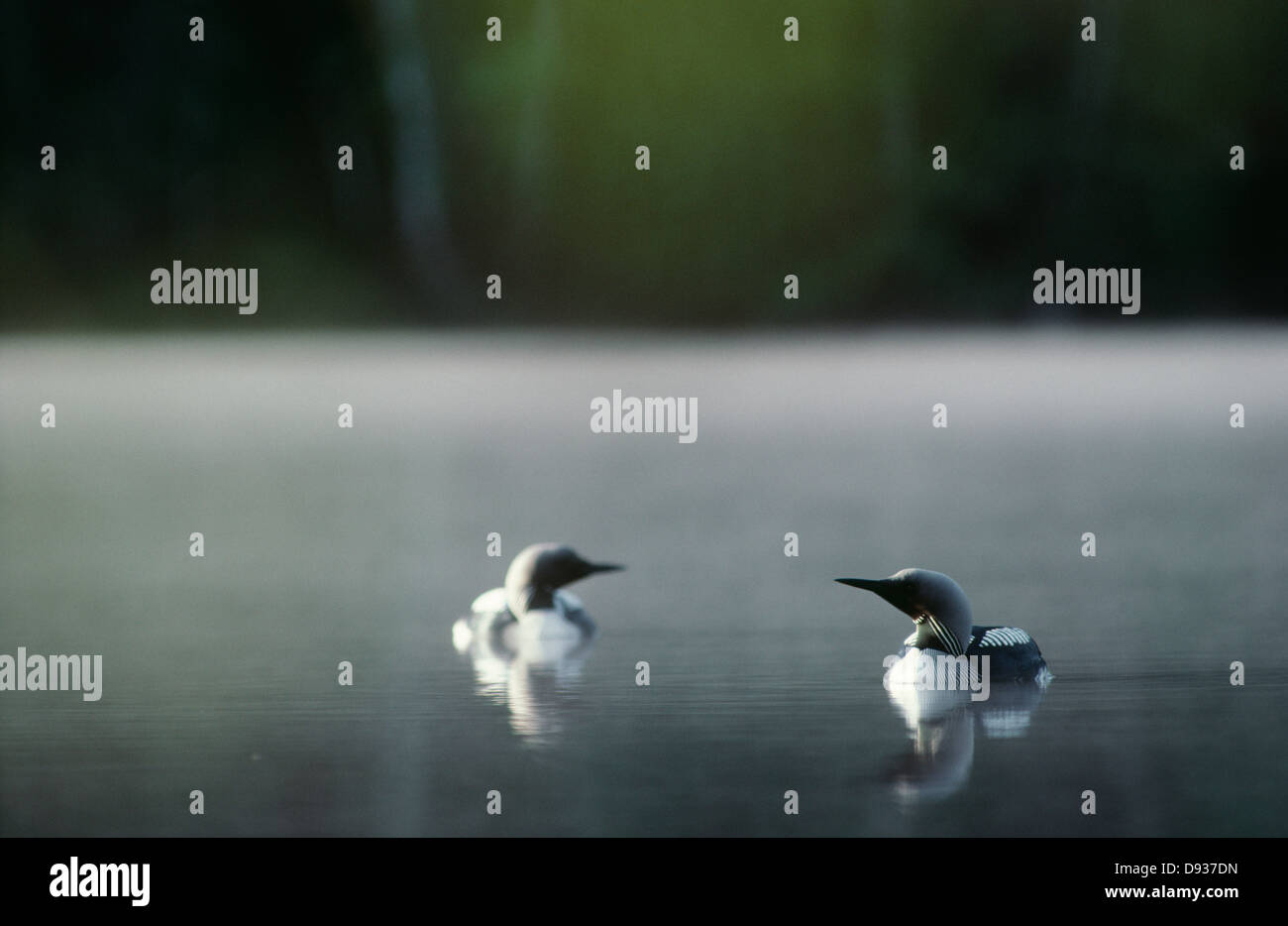 Birds in water Stock Photo - Alamy