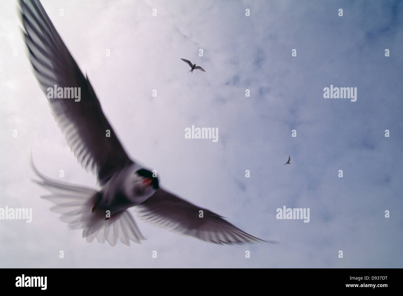 Birds flying, low angle view Stock Photo - Alamy