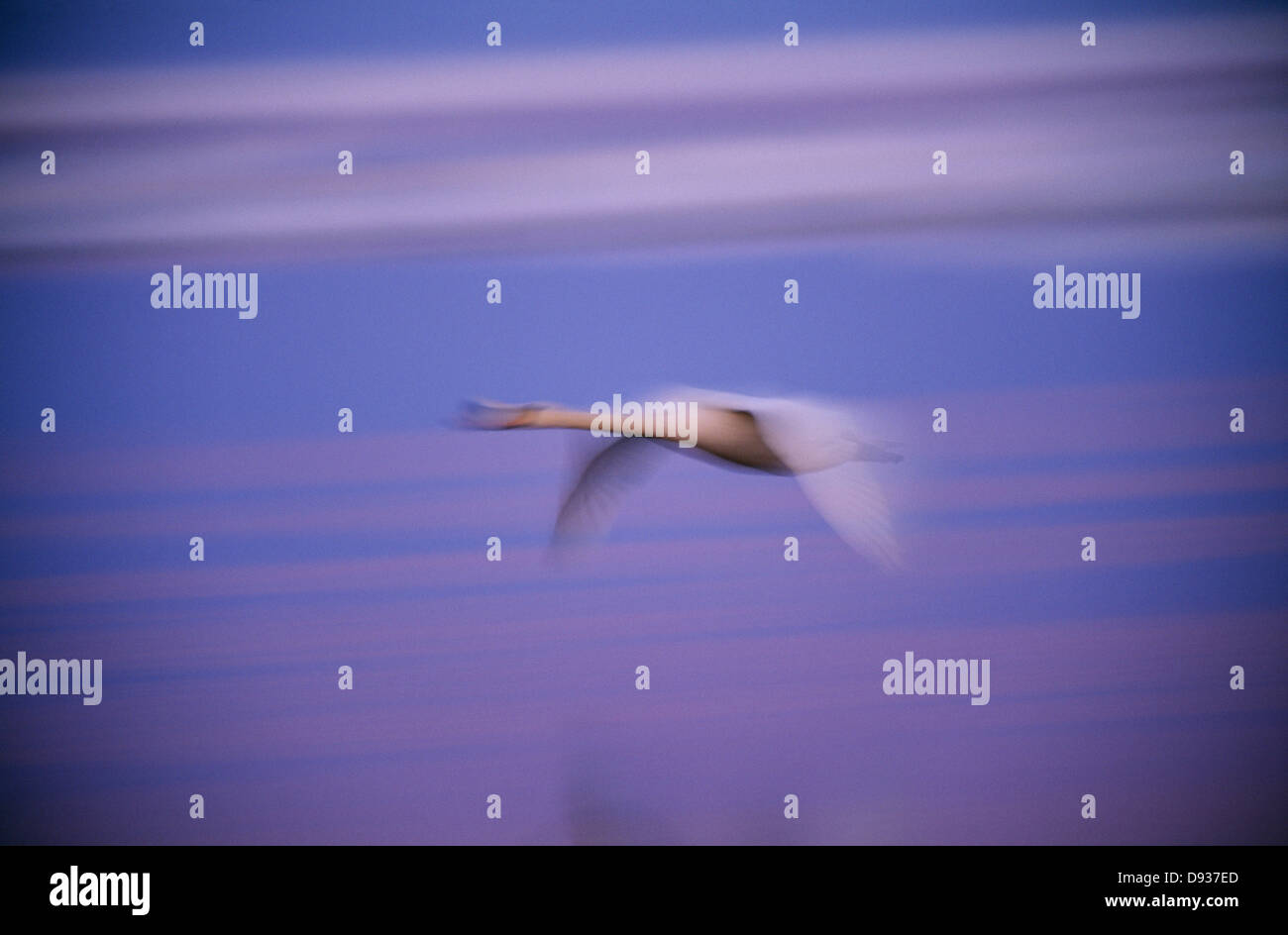 Bird flying in sky, blurred motion Stock Photo - Alamy