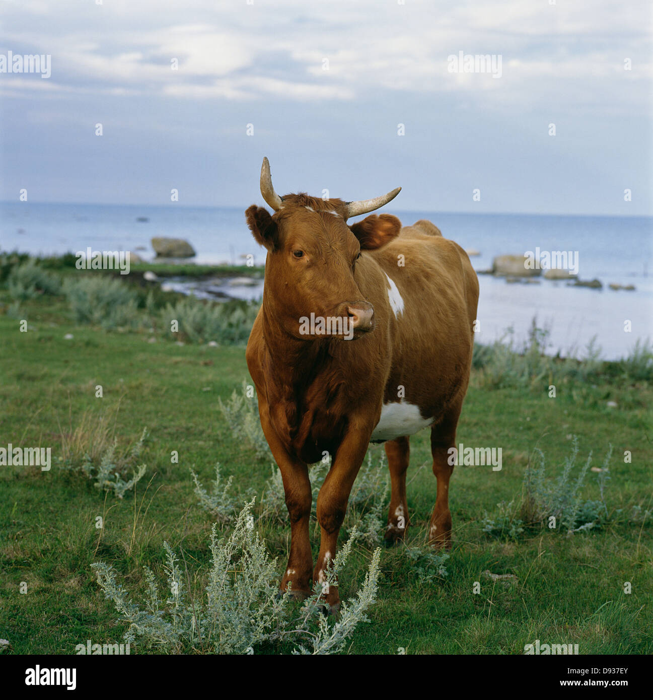 View of cow in field Stock Photo - Alamy