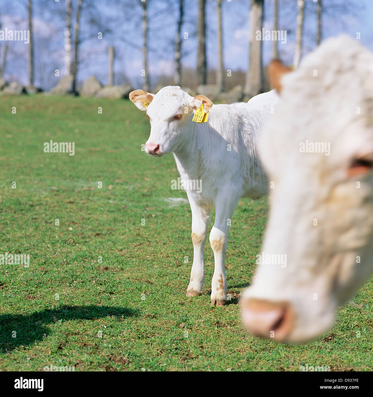 View of domestic cattle in field Stock Photo - Alamy