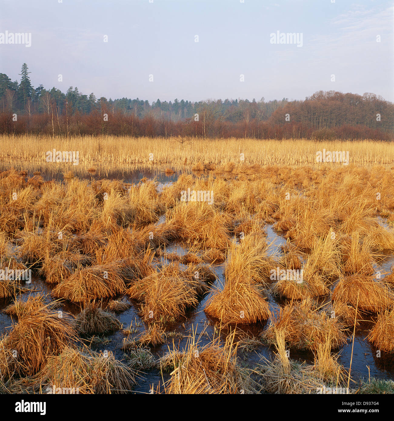Swamp view hi-res stock photography and images - Alamy