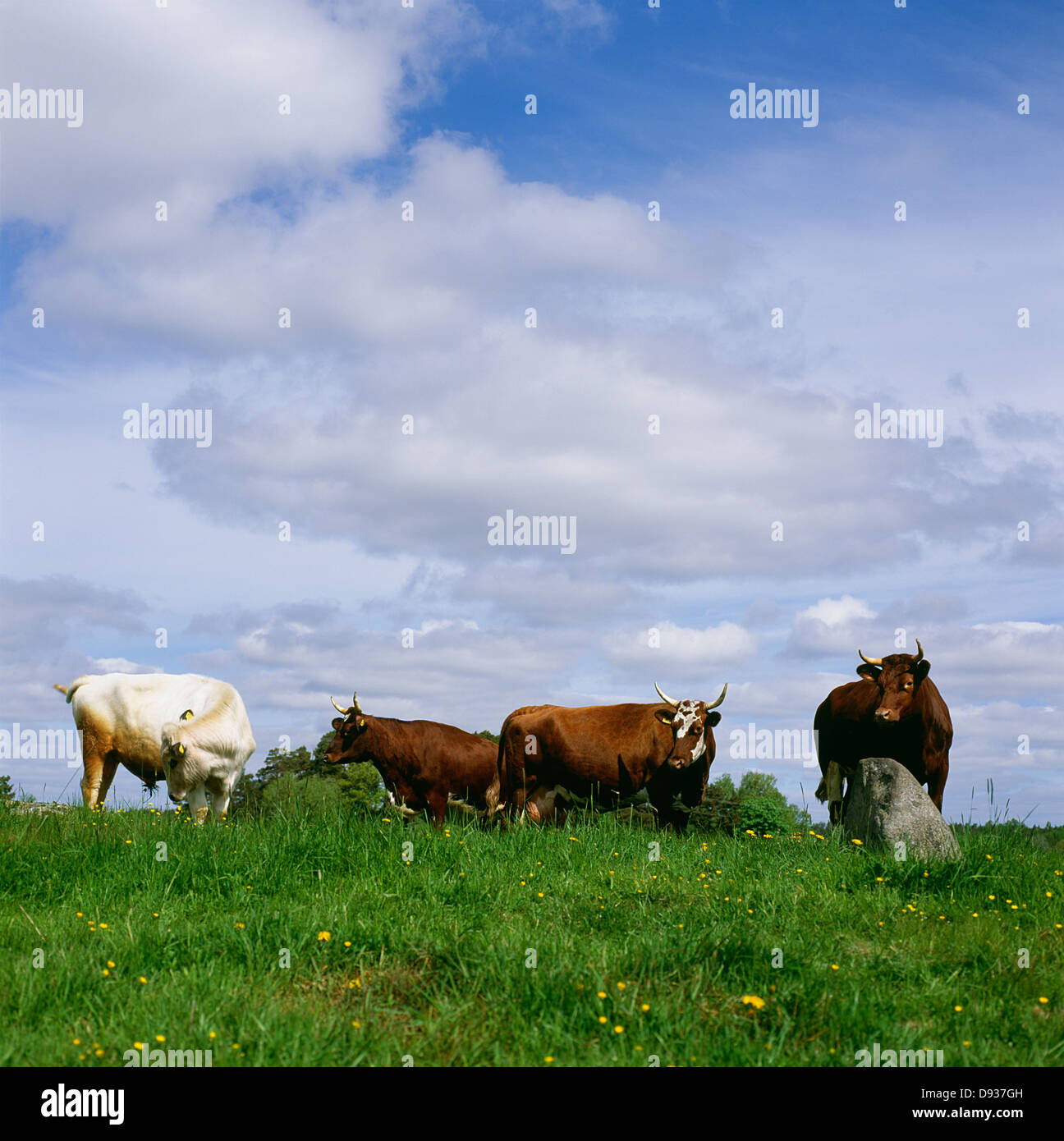 View of domestic cattle in field Stock Photo - Alamy