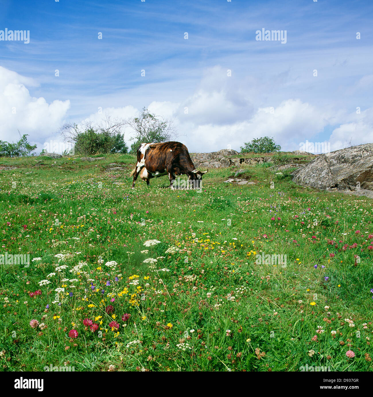 Cow Flower High Resolution Stock Photography and Images - Alamy
