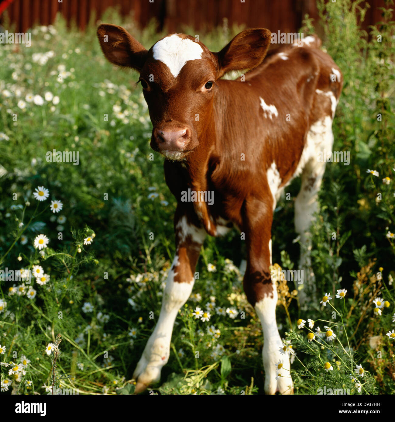 Young calf in field hi-res stock photography and images - Alamy