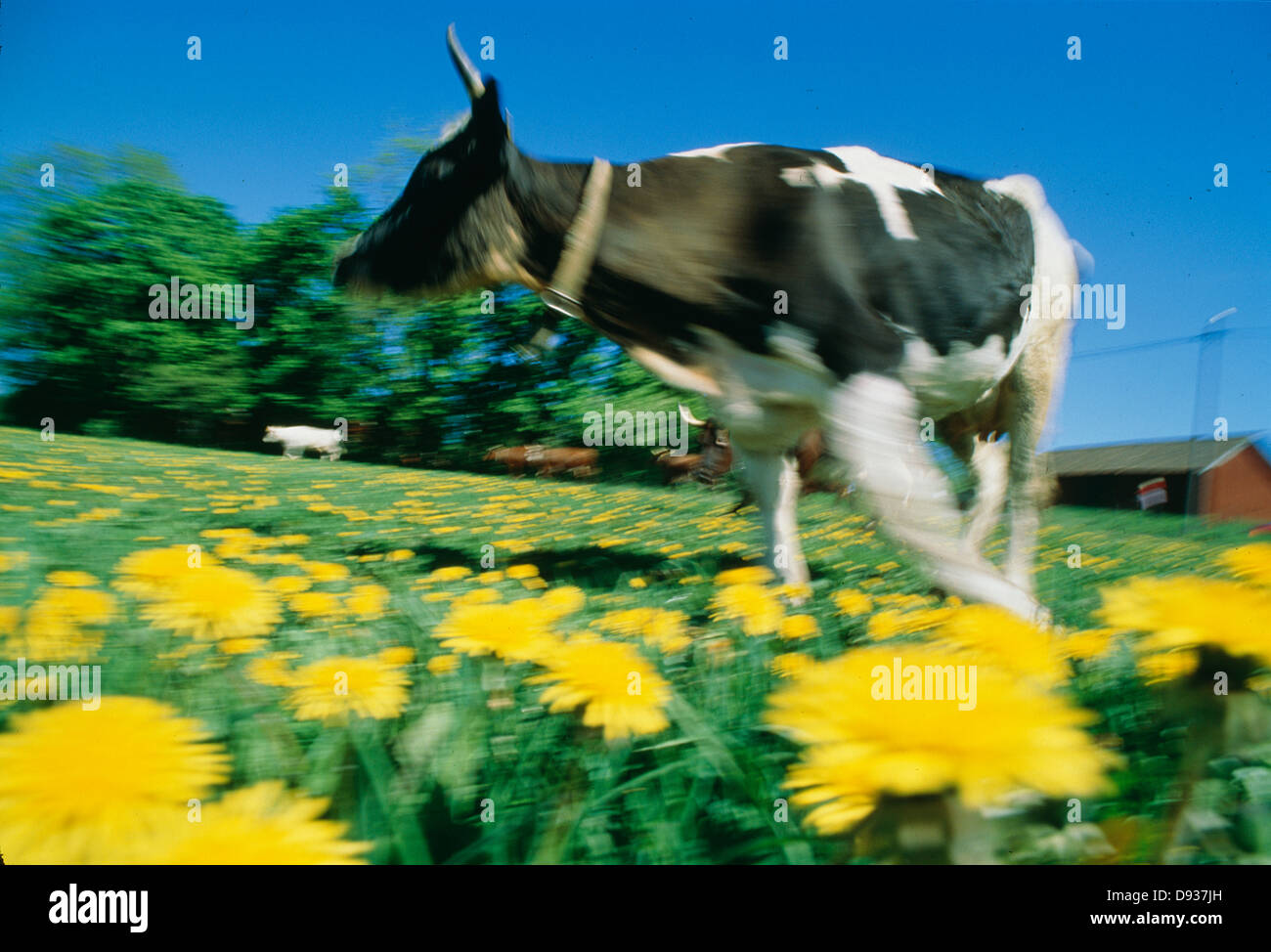 Cow running in meadow Stock Photo - Alamy