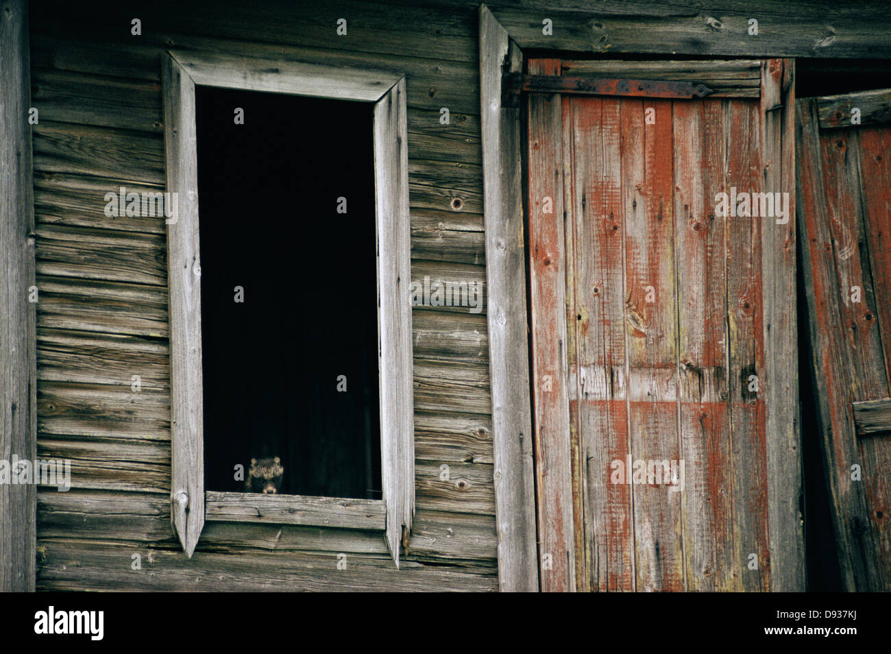 Raccon dog, Finland Stock Photo - Alamy